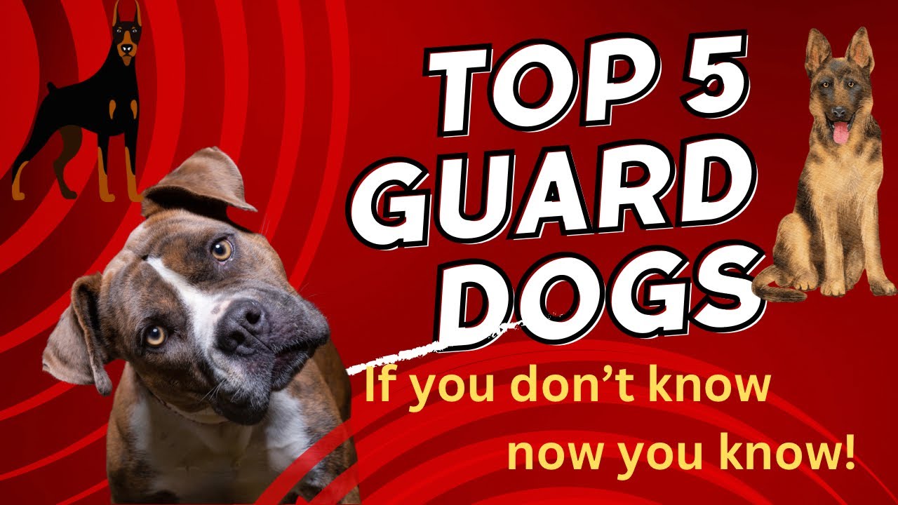 Top 5 Guard Dogs You Need to Know - YouTube