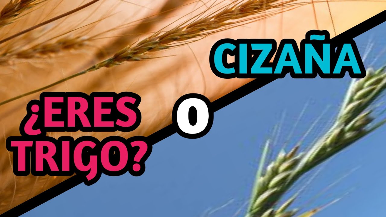 ¿COMO SABER SI ERES BUEN CRISTIANO? TRIGO O CIZAÑA - YouTube