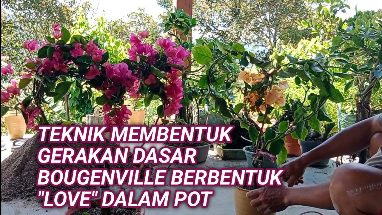Cara Membuat Gerakan Dasar Bunga Bougenville Berbentuk "Love" Dalam Pot ...