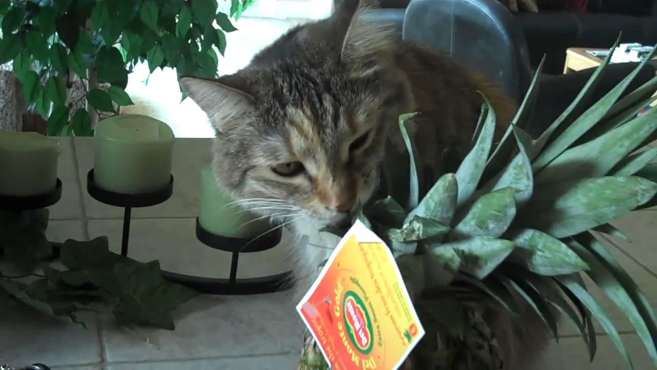 Cat eating Pineapple - YouTube