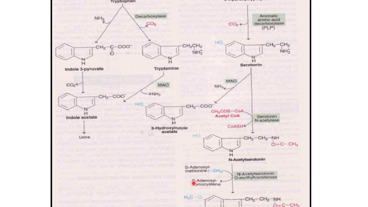 Synthesis of Catecholamines - YouTube