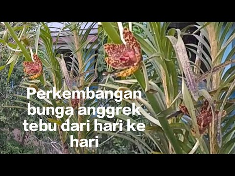 Perkembangan bunga anggrek tebu dari hari ke hari mekarnya - YouTube