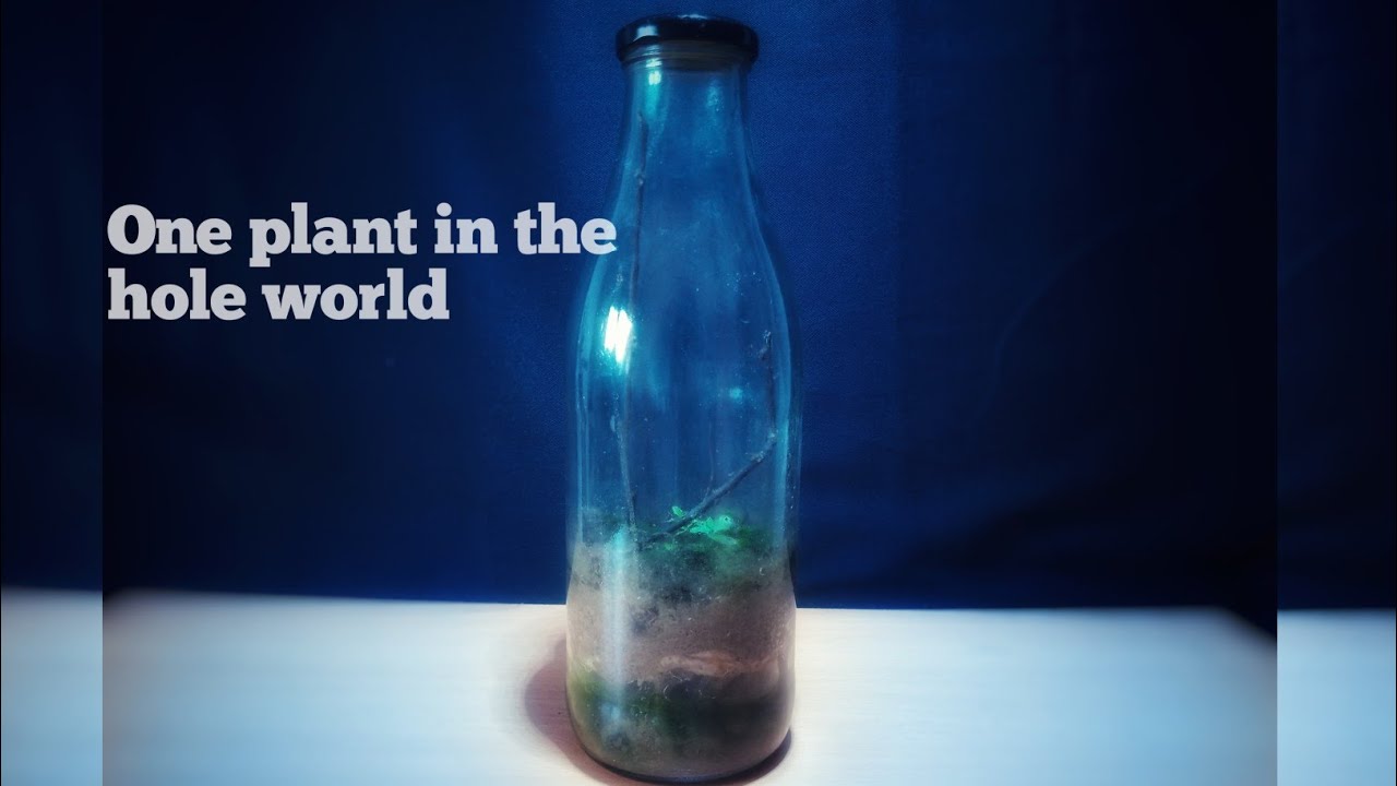 තනි ගහකින් Trrarium එකක් හදමුද #terrarium #srilanka #terrariumplants # ...