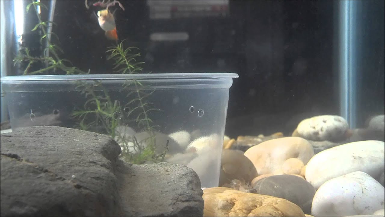 Western Lesser Siren With Guppies part 2 - YouTube