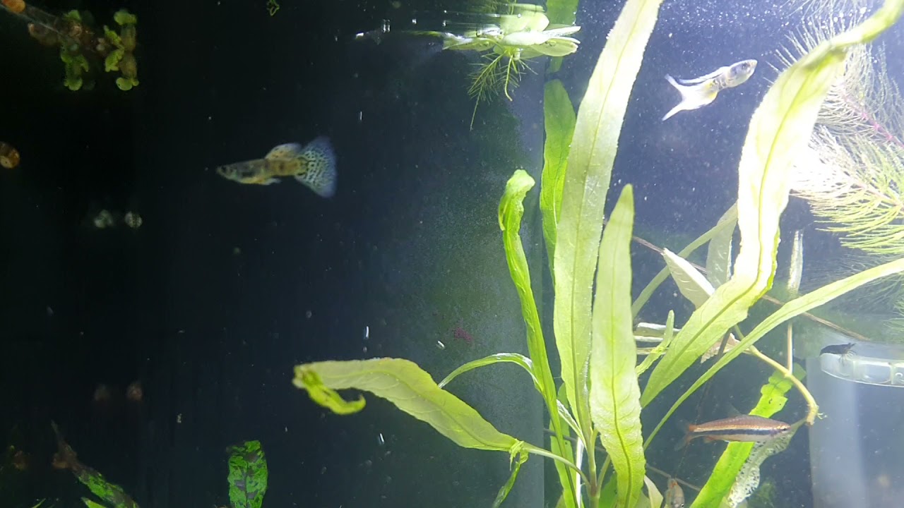 rasbora galaxy breeding 1 - YouTube