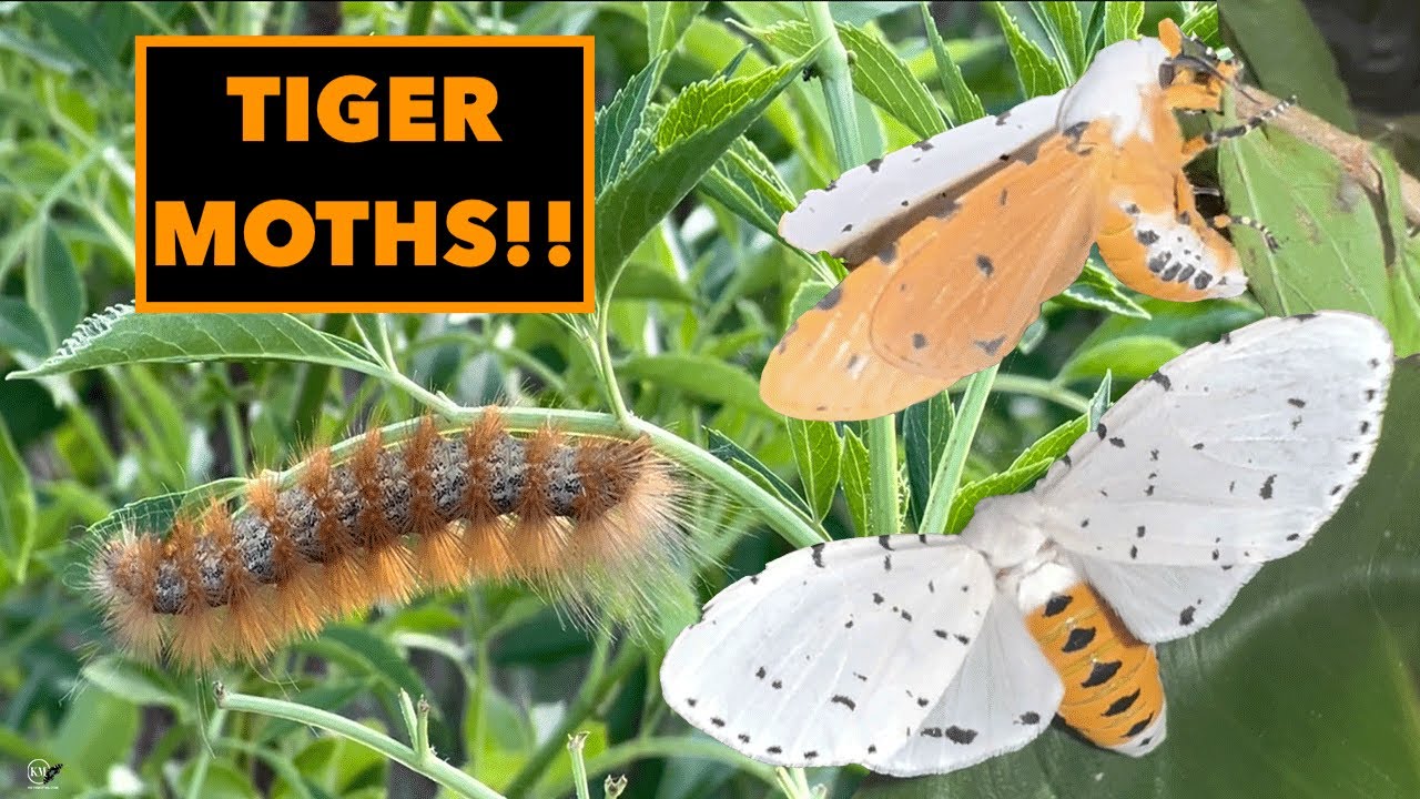 SALT MARSH TIGER MOTHS LIFECYCLE - MOTH METAMORPHOSIS!!! - YouTube