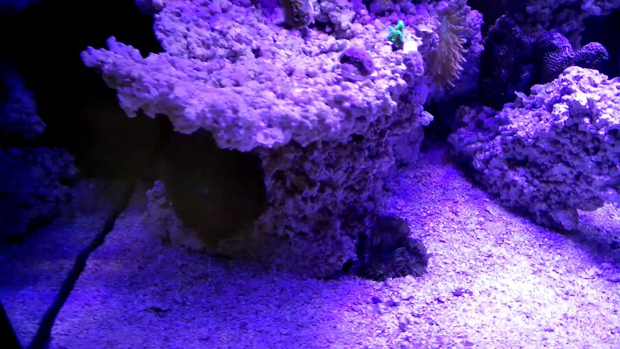 New reef tank build. Diy live rock. - YouTube