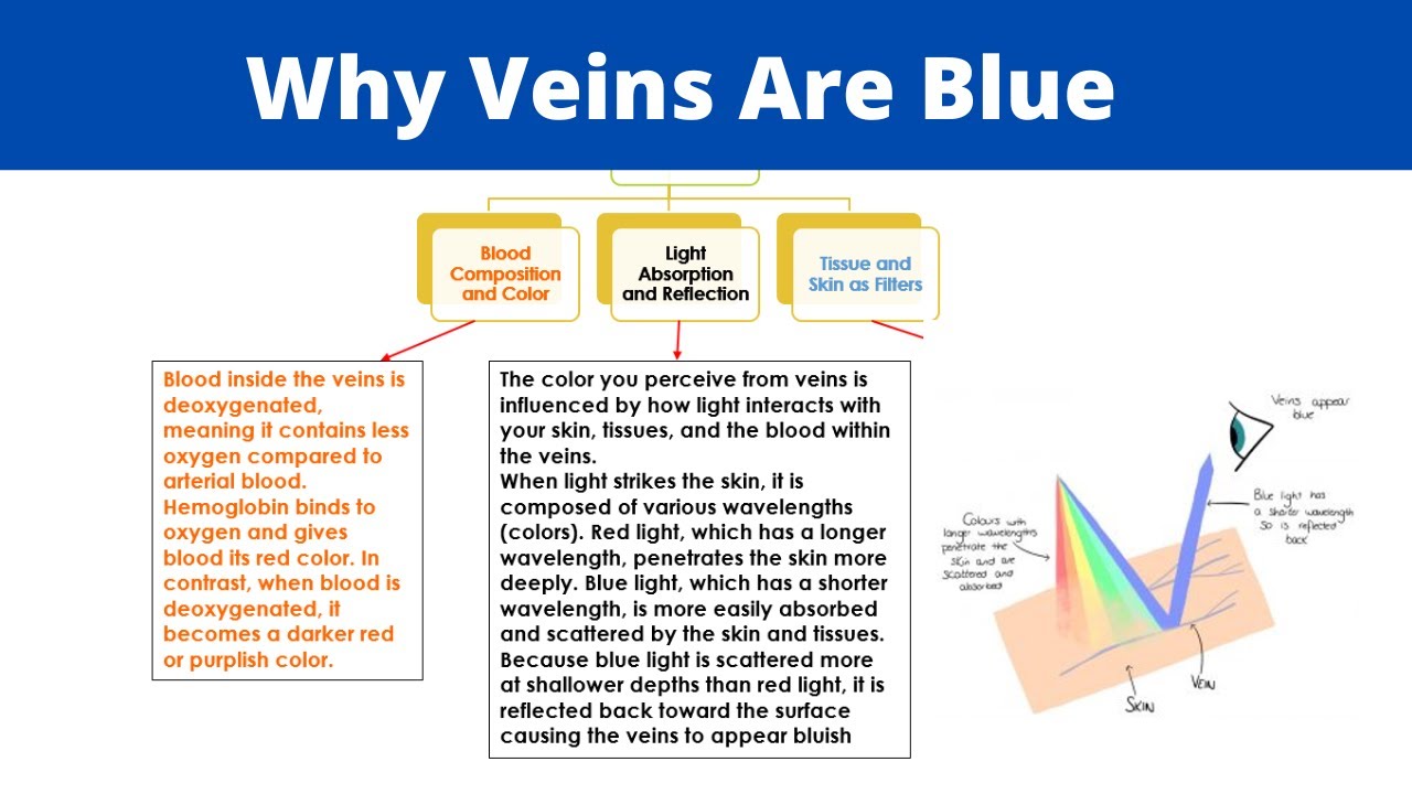 Why Veins Are Blue | Everyday Science - YouTube