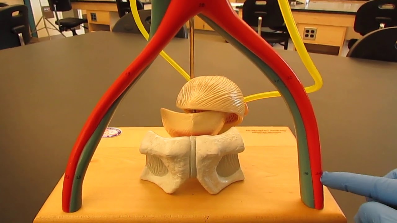 Free-Standing Urinary System Model: Blood Vessels - YouTube
