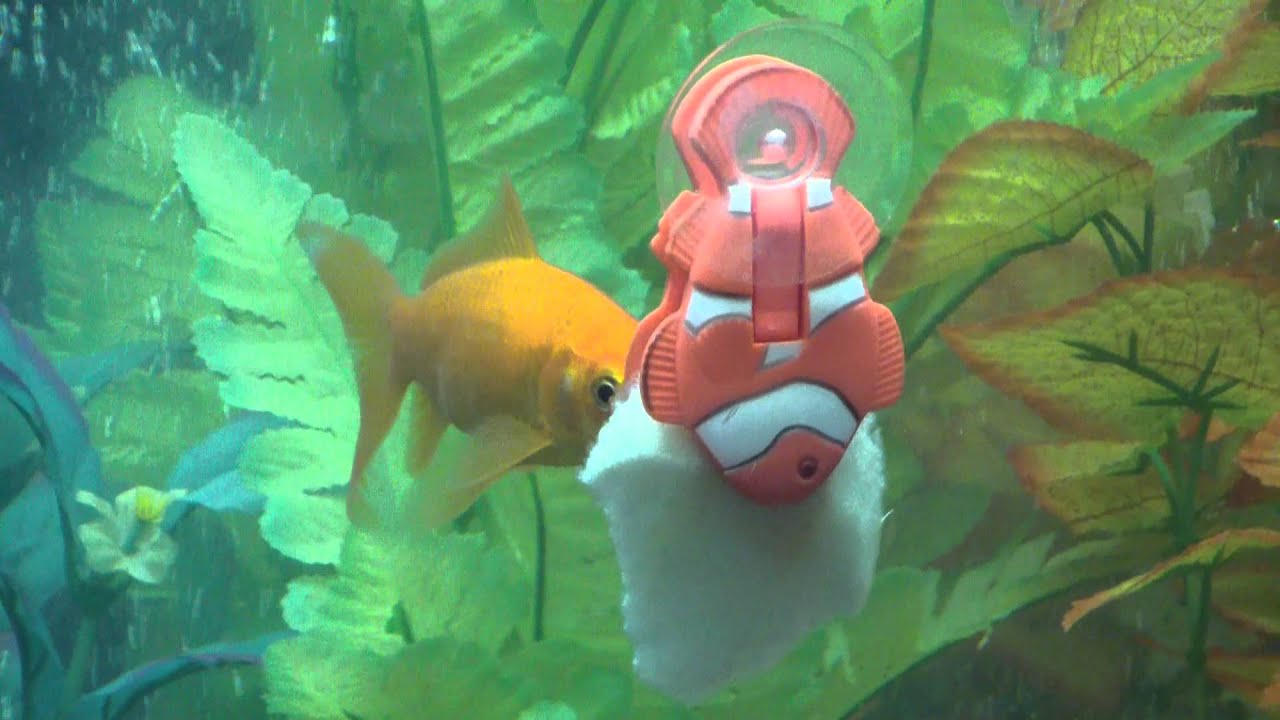 Goldfish and an Apple - YouTube