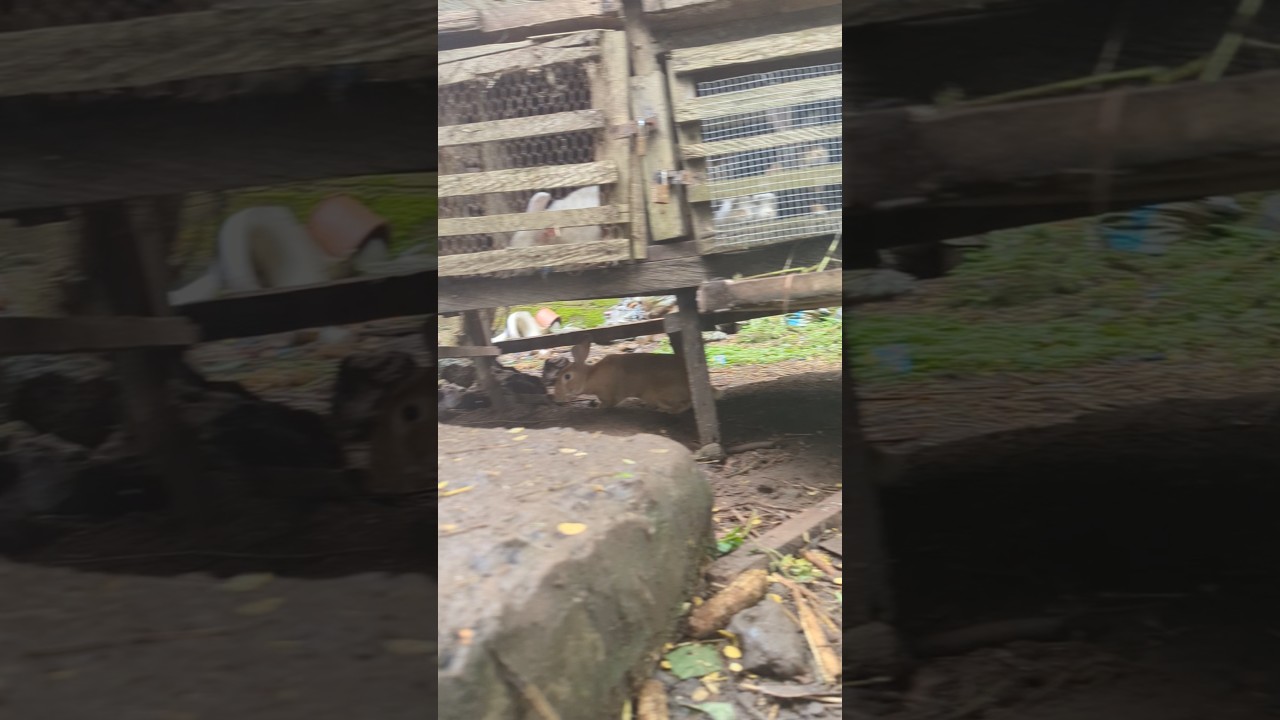Rabbit prison break #integratedfarmingsystem #farming #rabbits # ...