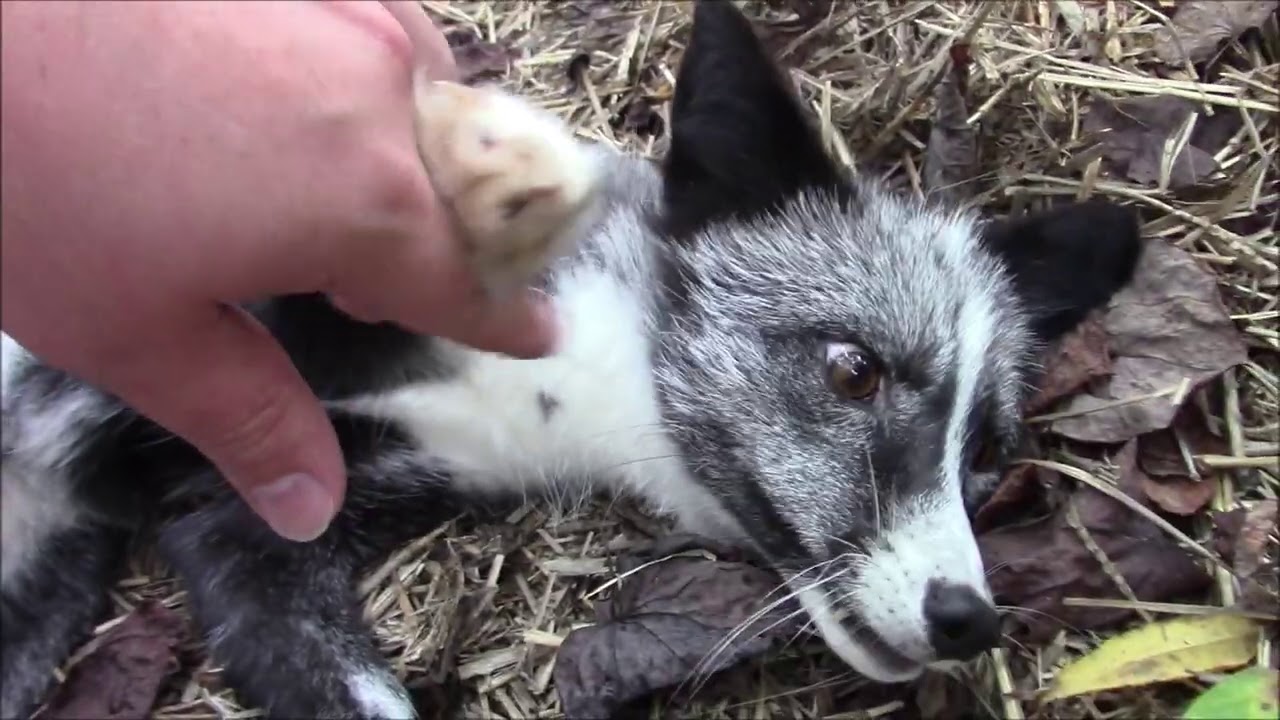 Derpa derp durp foxderp - YouTube