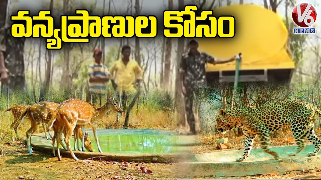 Animals in Telangana Forests Flock To Saucer Pits To Quench Thirst ...