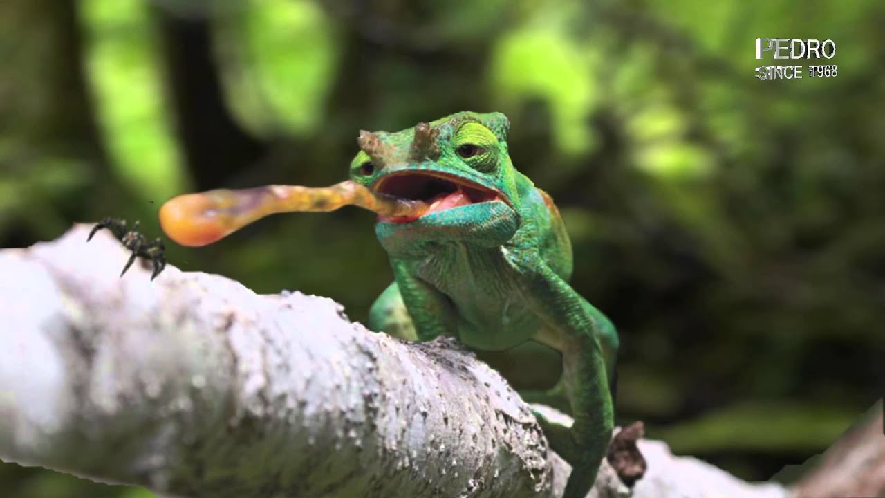 Chameleon vs Spider - YouTube