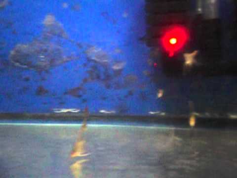 3 Week old Angelfish 7-24-13 - YouTube