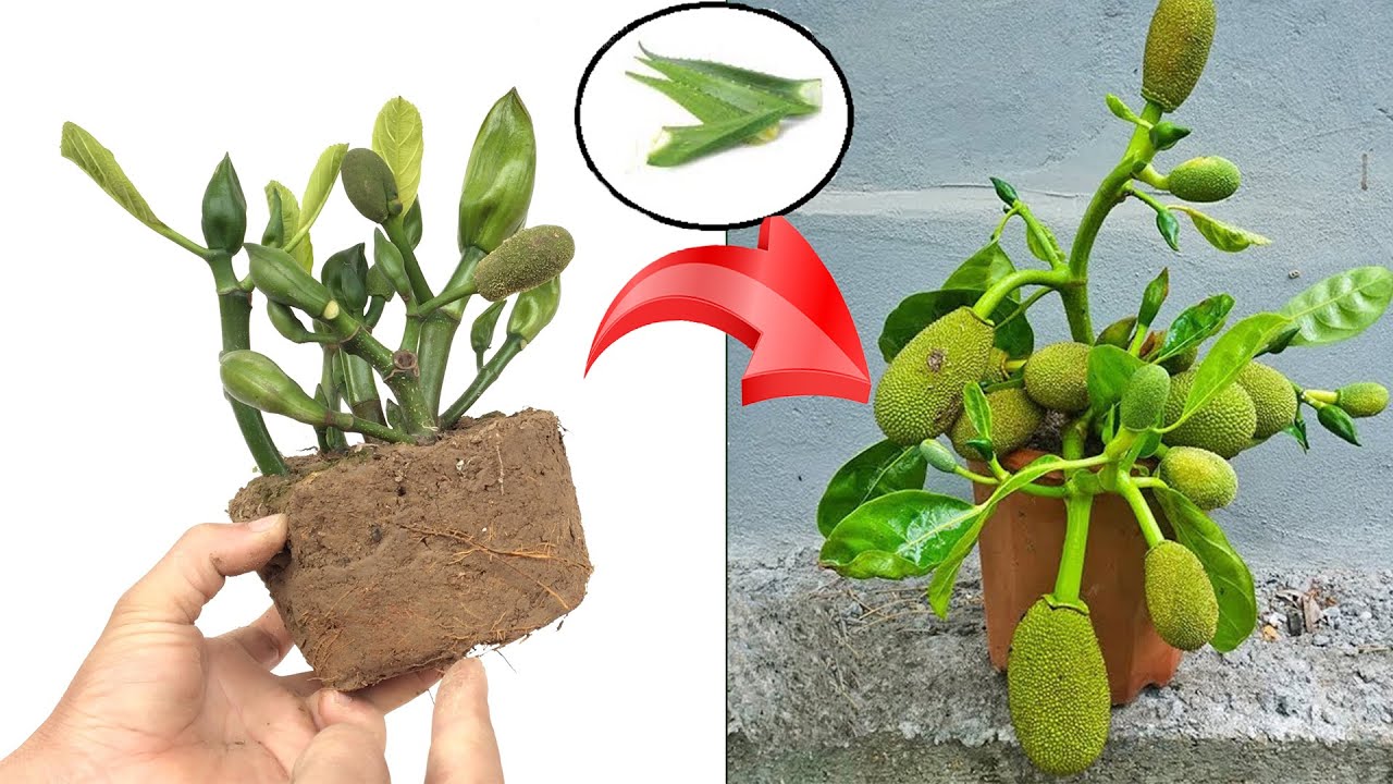 Unique technique using aloe vera to stimulate jackfruit trees to bear ...