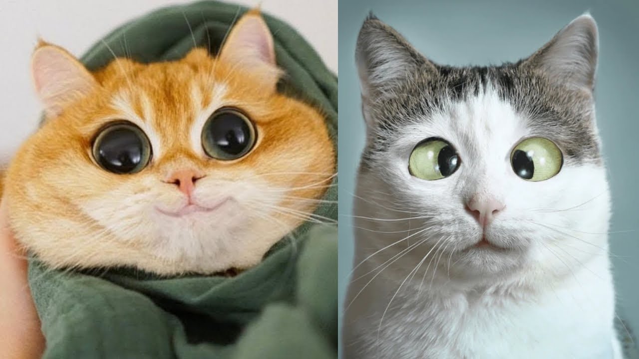 😼 Cats funny compilation, try not to laugh 😂 Cute and funny cat videos ...