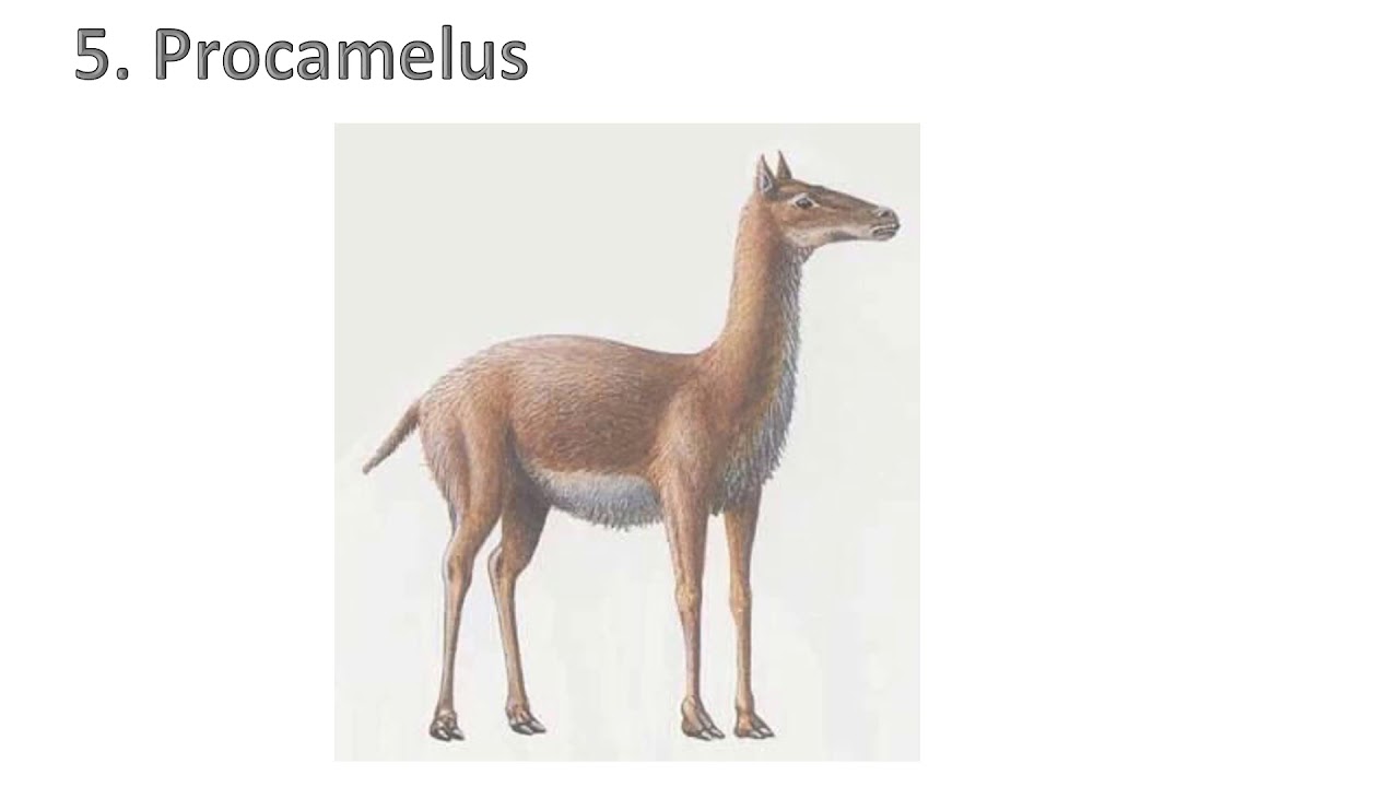 Evolution of Camel - YouTube