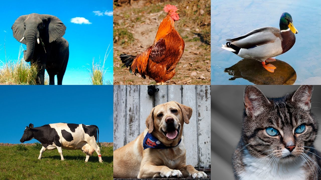 Kids Animal Sound Safari with real pictures. Learn animal sounds and ...