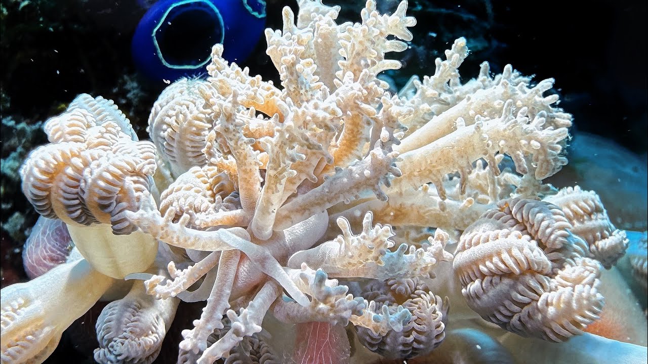 Phyllodesmium pinnatum Nudibranch in Romblon - Philippines , July 2024 ...
