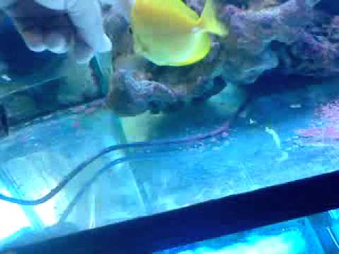 my pet Tang - YouTube