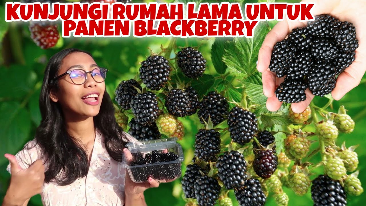 Pohon Buah Berry