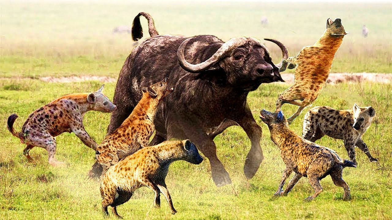 National Geographic | Hyenas Hunt Buffalo | BBC Documentary - YouTube