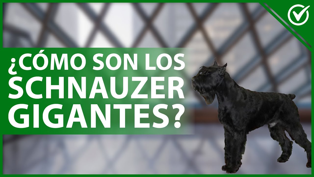 🐶 ¿Cómo son los perros raza SCHNAUZER GIGANTE? - Origen ...