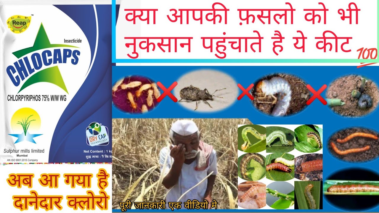 CHLOCAPS INSECTICIDE।। क्लोकैप्स कीटनाशक।। CHLORPYRIPHOS 75%WG ...