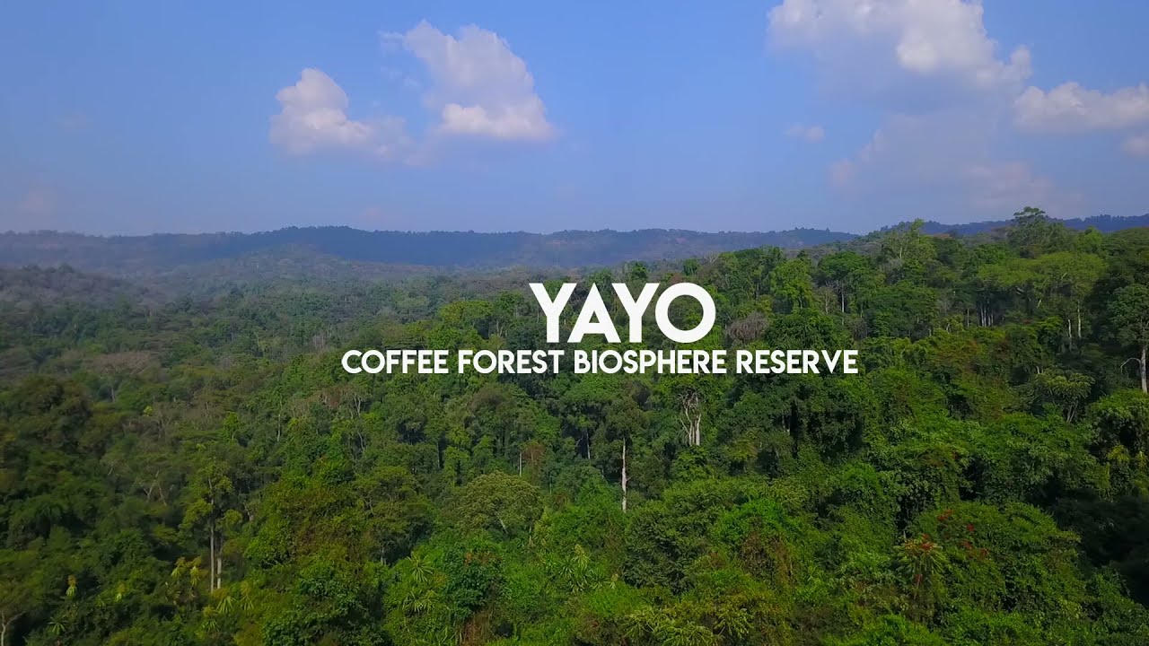 Visit Oromia-Yayu Coffee Forest Bioshere Reserve,Illubabor Zone,Oromia ...