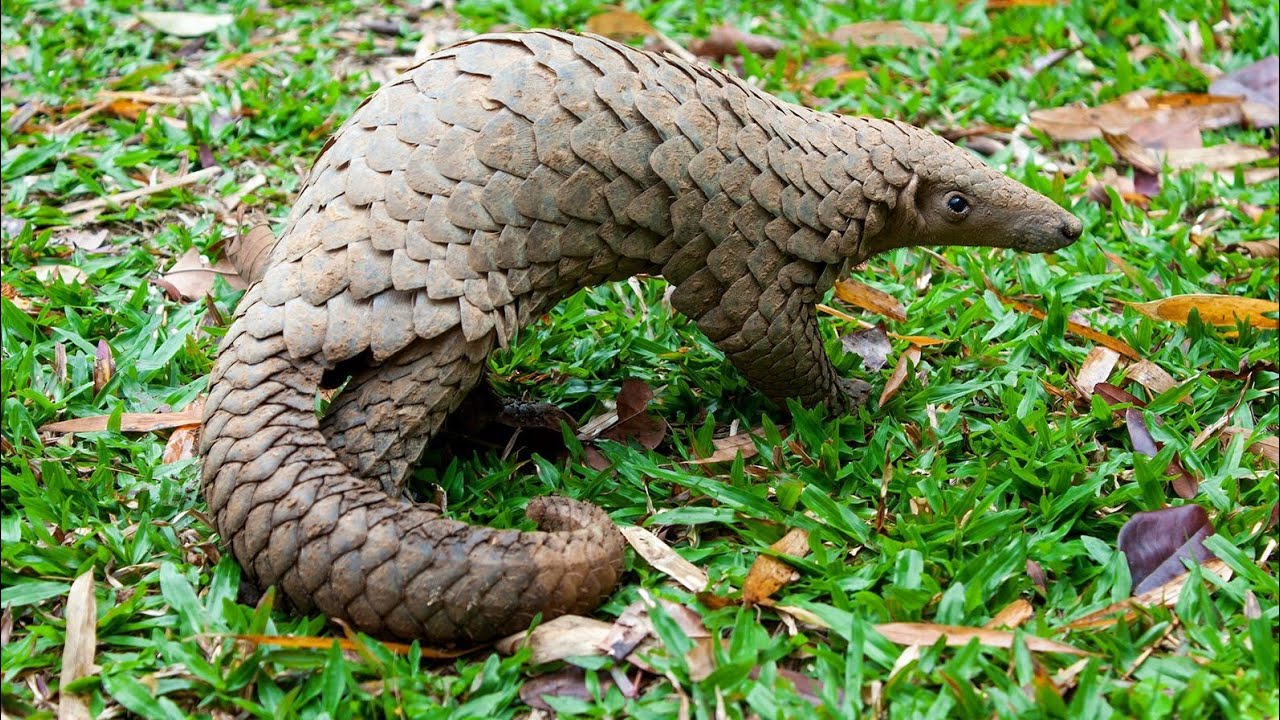 SOUND|PANGOLIN ANIMAL|FOREST PALAWAN PROVINCE PHILIPPINES@hmetv5490 ...