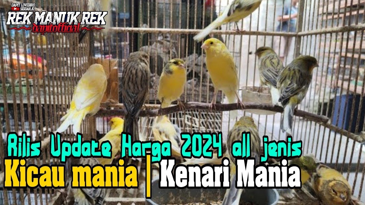 UPDATE HARGA KENARI TERBARU 2024 !!! lengkap bahan sampai Gacoran - YouTube