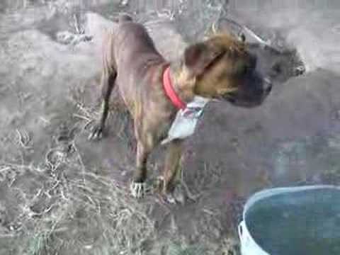 My Tiger Stripe Dog - YouTube