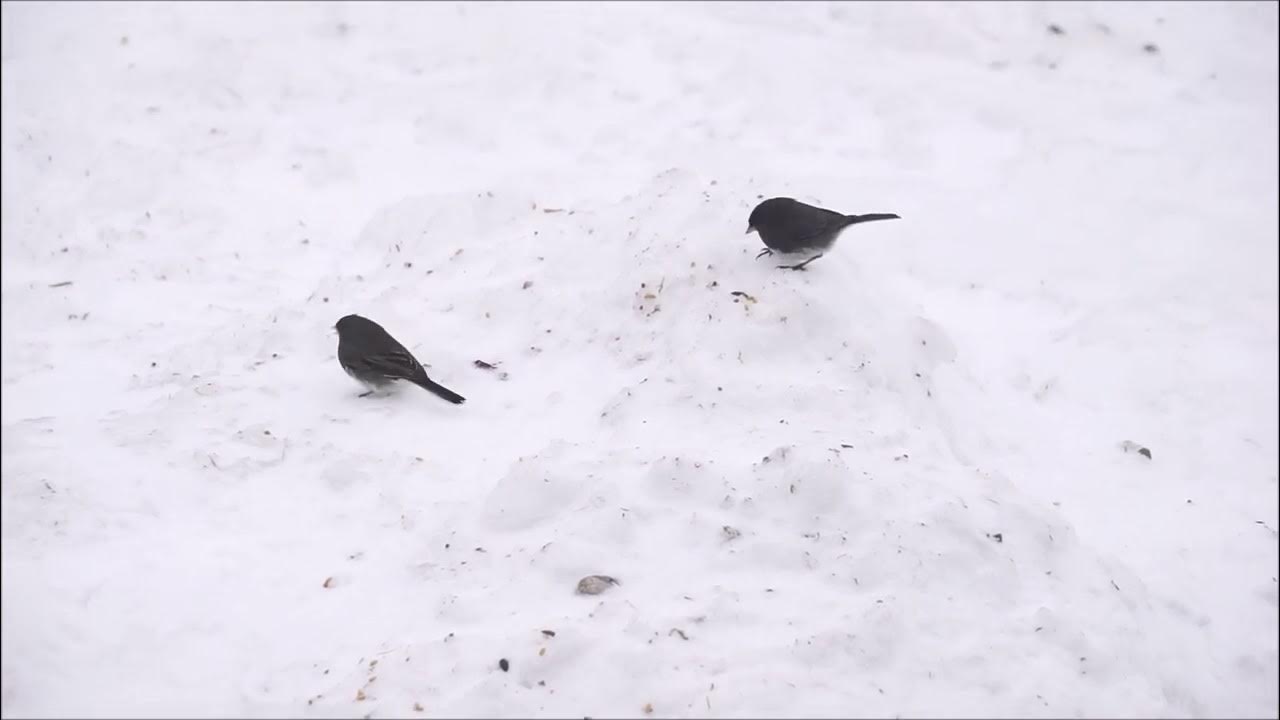 Birds Youtube