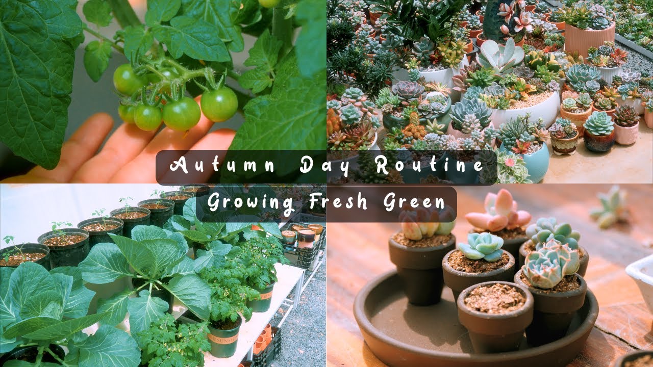One Autumn Day Routine | A Slow Day of Succulent Care and Growing Fresh ...