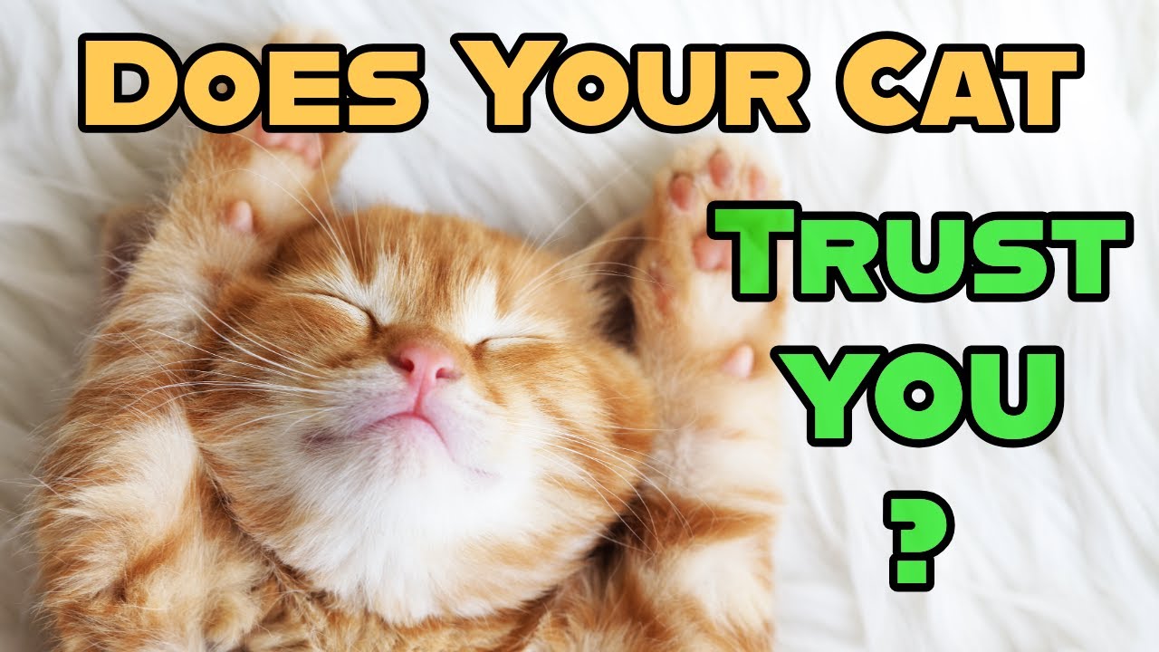 Signs Your Cat Trusts You — 12 Behaviours Explained - YouTube