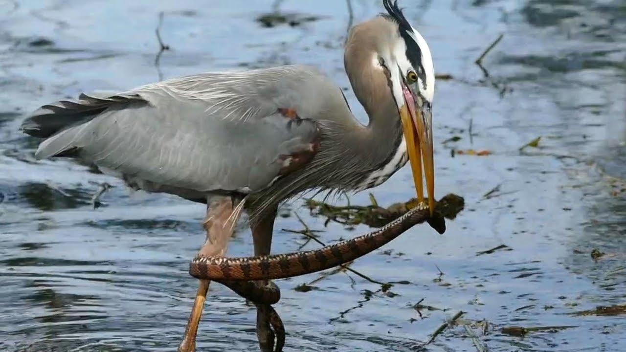 Snake Wraps Around Heron's Leg to Avoid Being Eaten - YouTube
