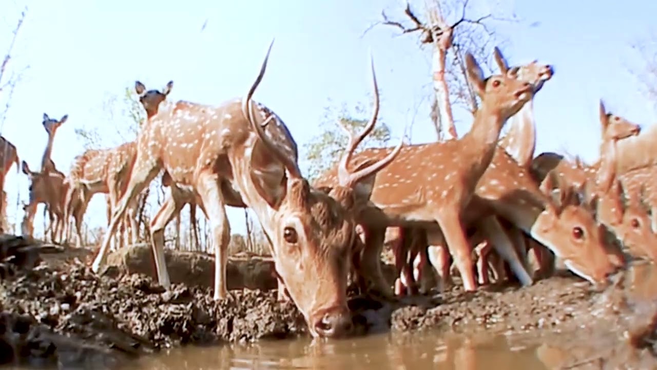 The Hunter Game | Numbering | New Film Shoot | Universal Film City ...