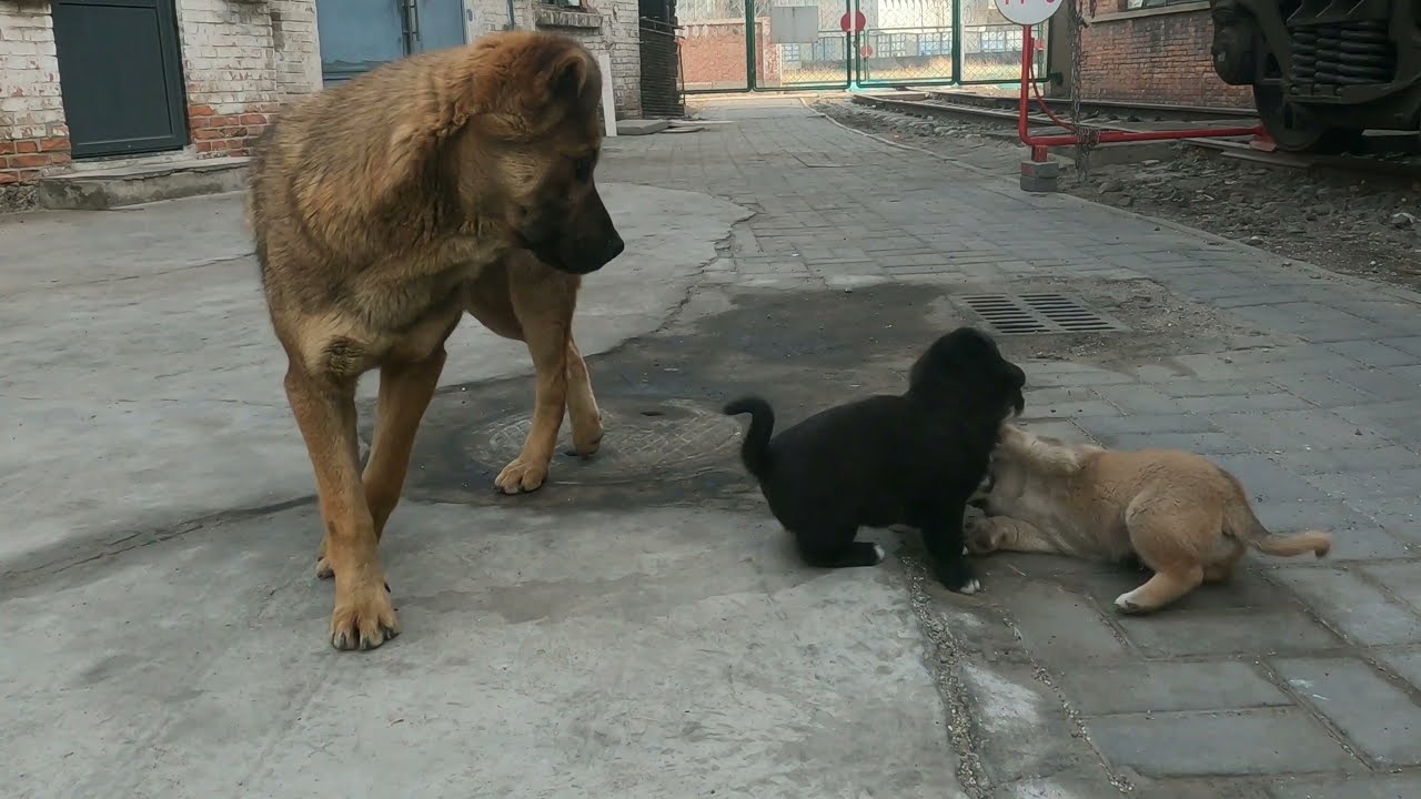 Puppies attack big dog | Ferocious Puppies - YouTube