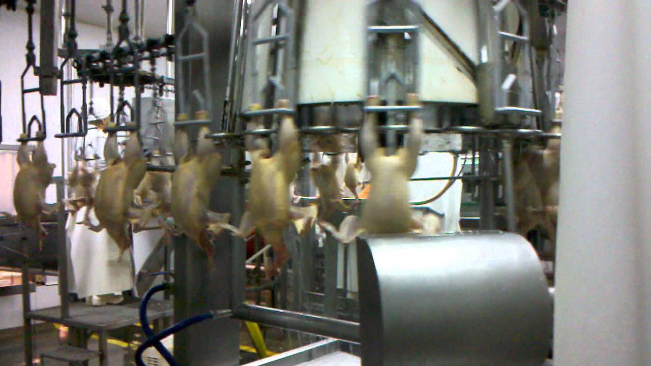 Frigorifico de Pollos Parte VI - YouTube