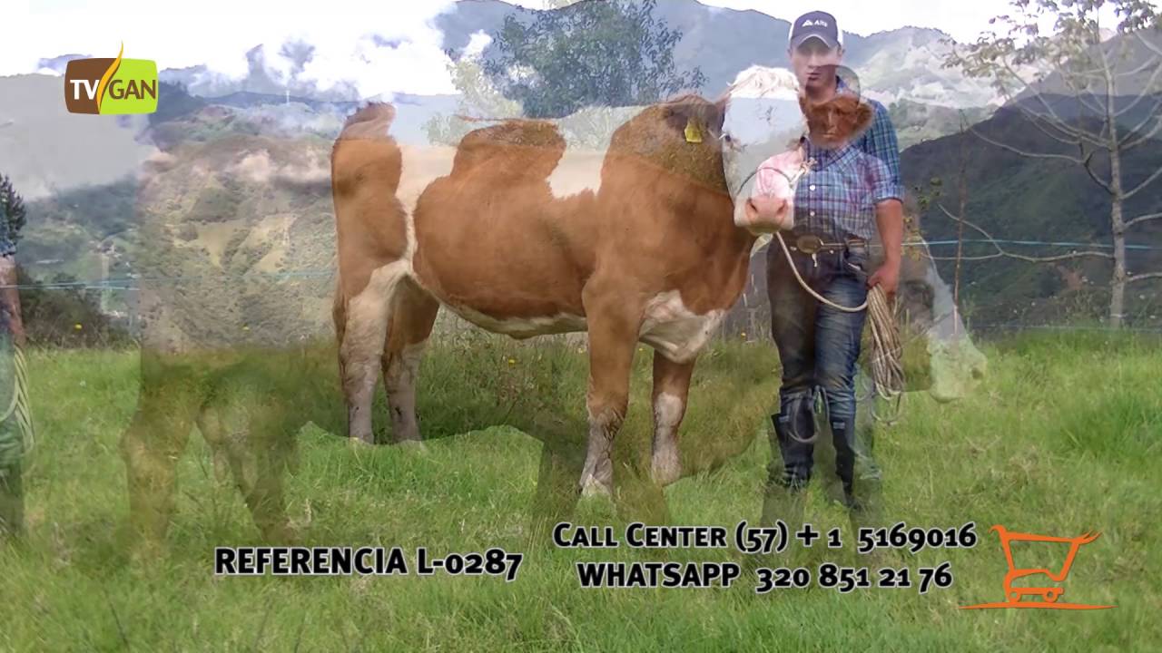 2016:2 VACAS HORRAS, PESO PROM/ANIMAL 590 KG, LA CEJA, ANTIOQUIA. L ...