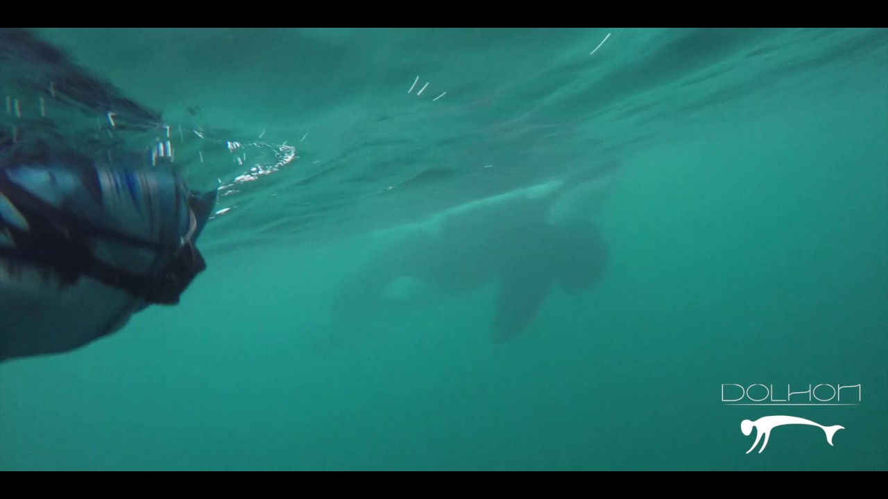 1st Orca encounter communication presence-Norway 2017 - YouTube