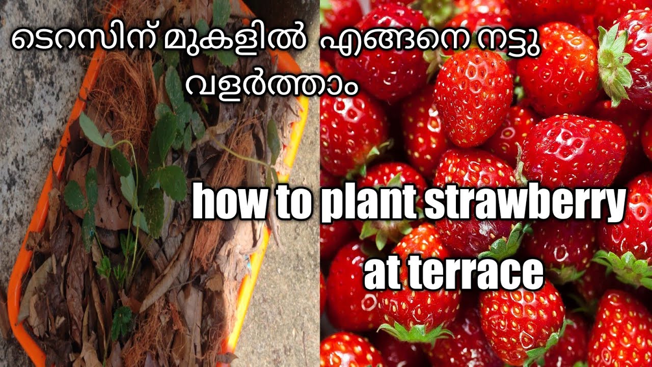 how to plant strawberry at terrace//strawberry caring - YouTube