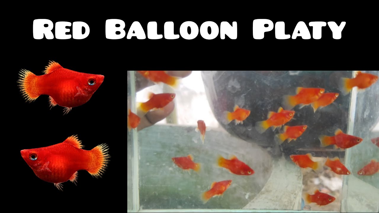 Balloon Platy | New strain in platy fish | LIVE AQUARIUM - YouTube