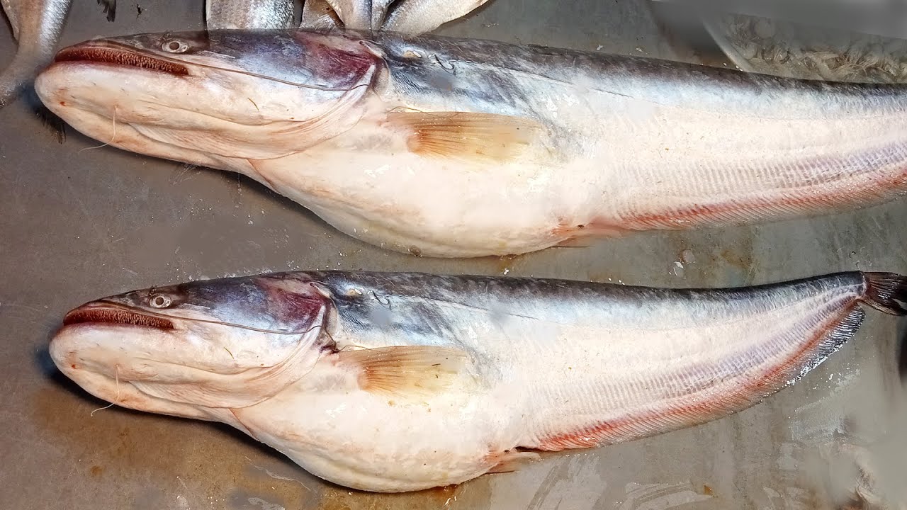 Boal Fish cutting Skills || Giant Monoster Wallago Attu Catfish Cuttinh ...