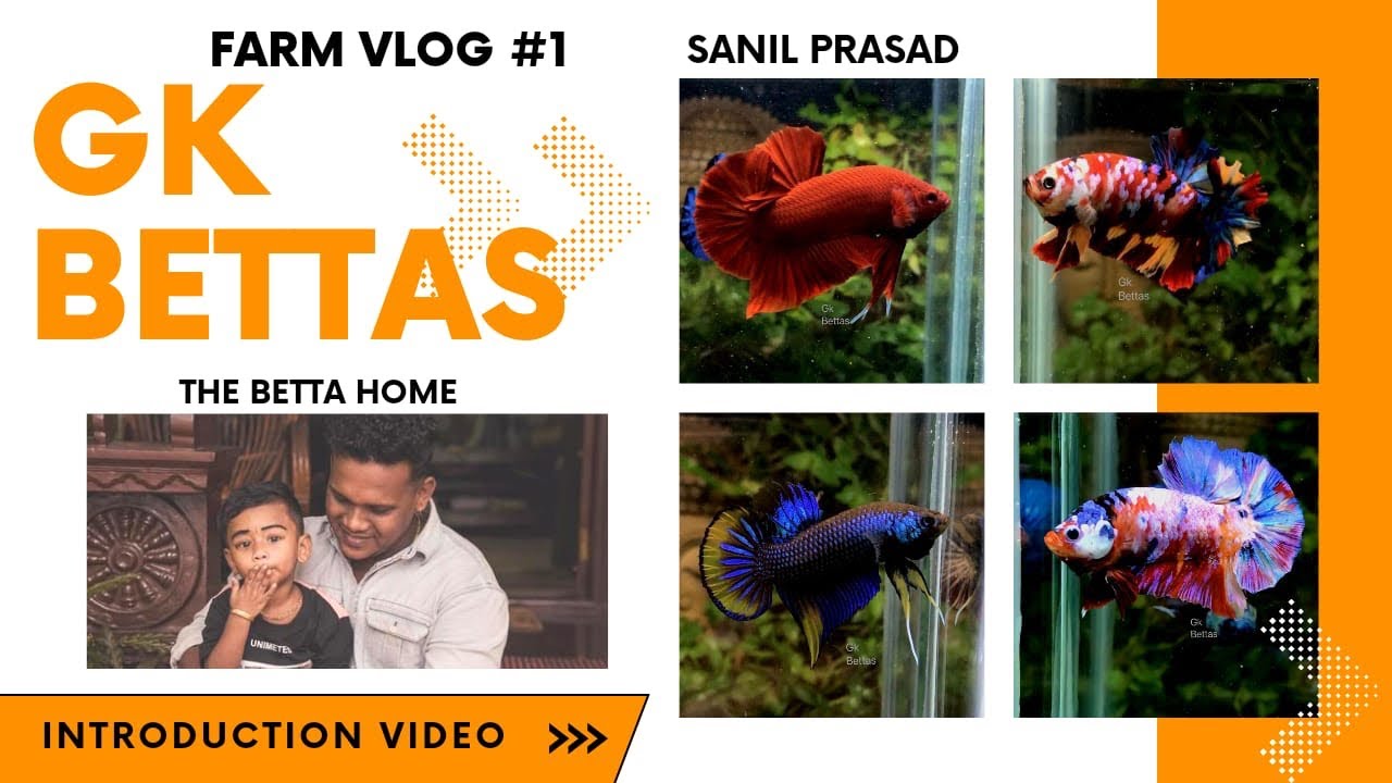 GK Bettas || farm vlog #1 || betta farm video malayalam || 2023 - YouTube