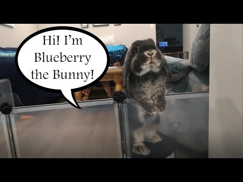Meet Blueberry the Bunny! - YouTube