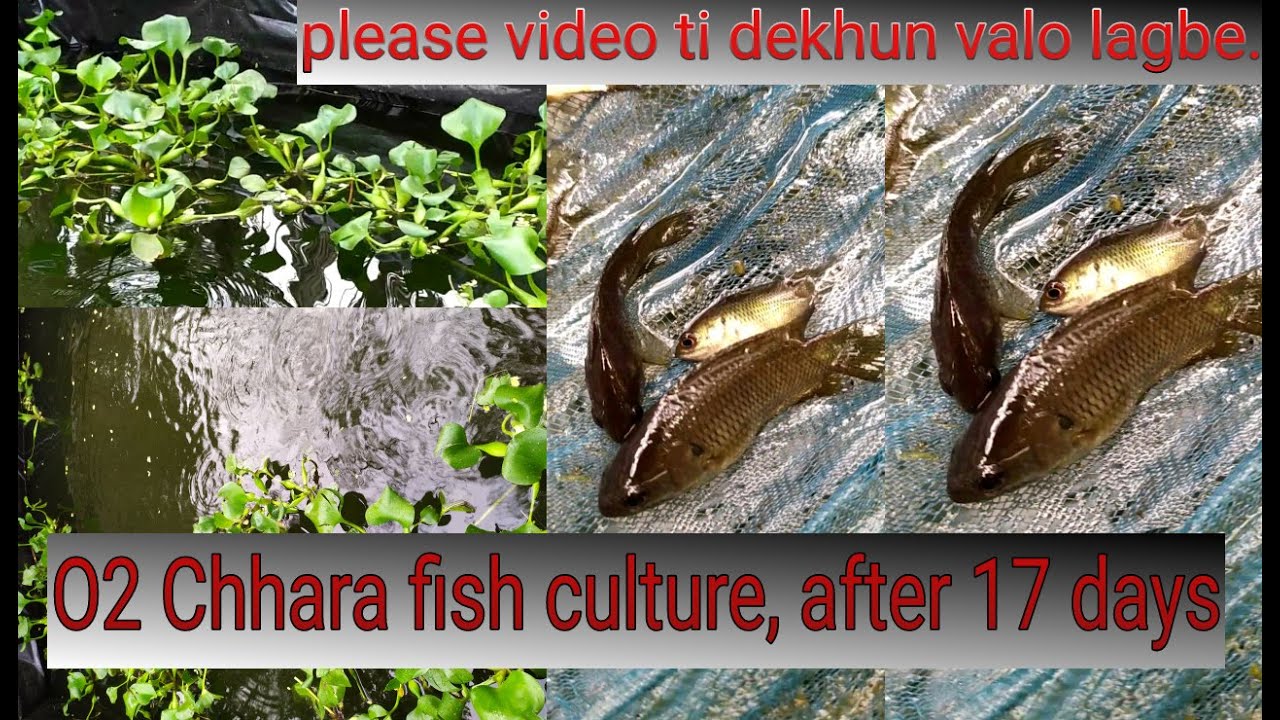 Bottom clean fish farming,O2 Chhara. - YouTube