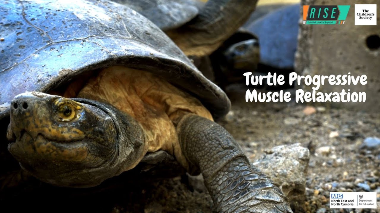 Turtle Progressive Muscle Relaxation - YouTube