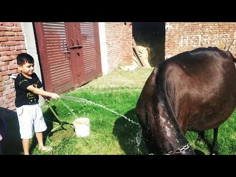 Morning & Evening Routine || Cow cleaning & bringing water 🐄Village ...